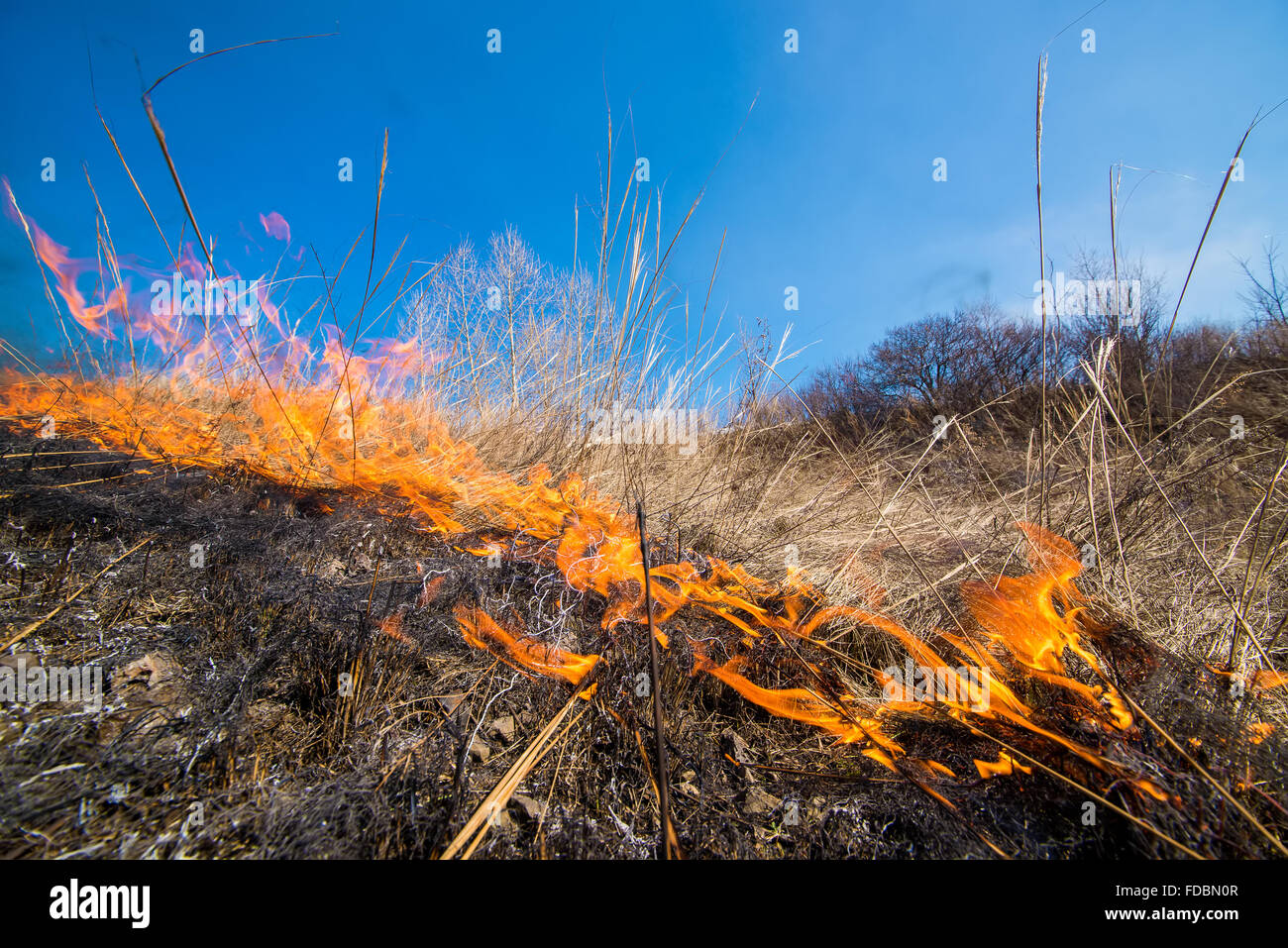 Wild grass on fire Stock Photo - Alamy