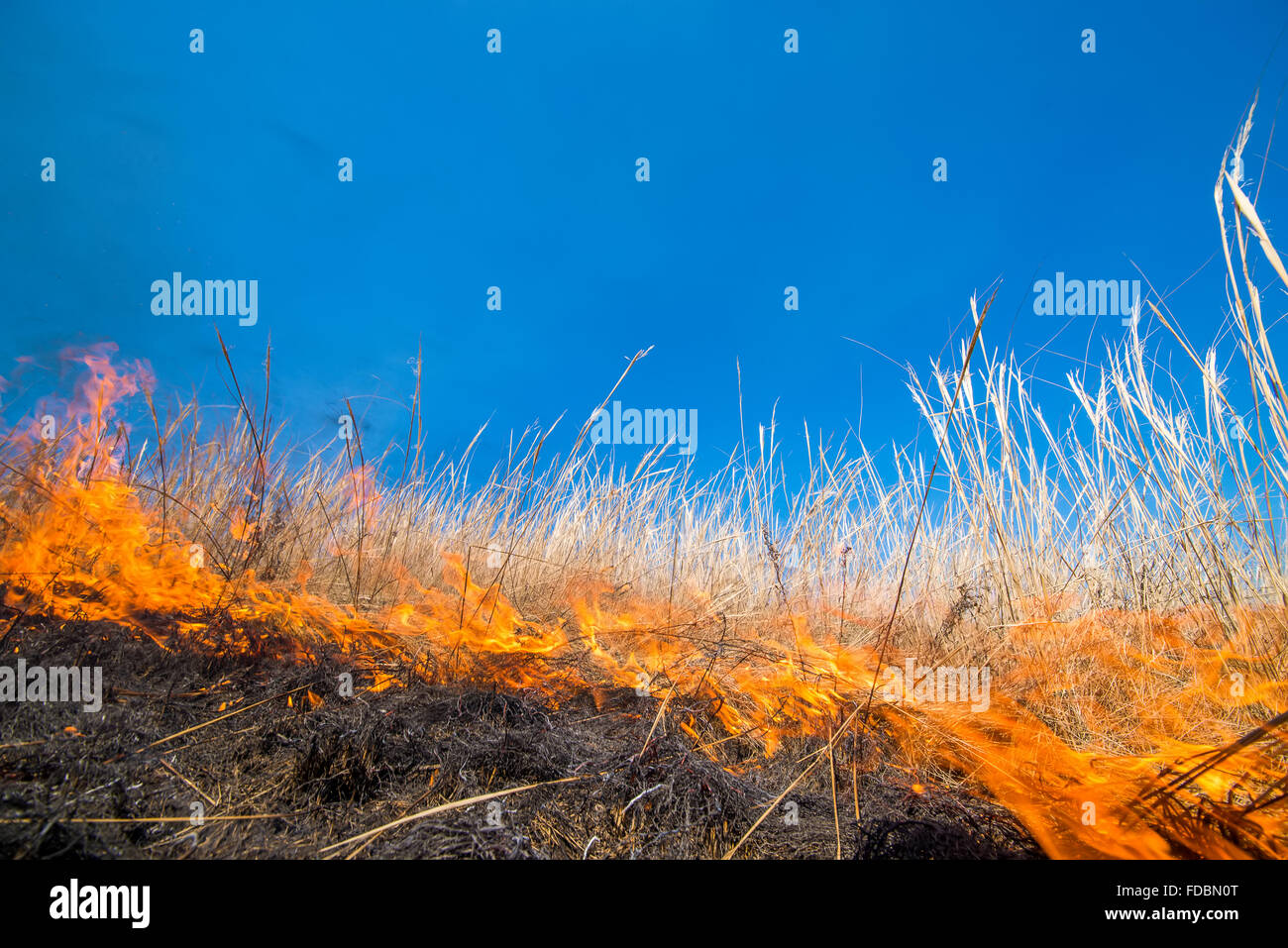 Wild grass on fire Stock Photo - Alamy