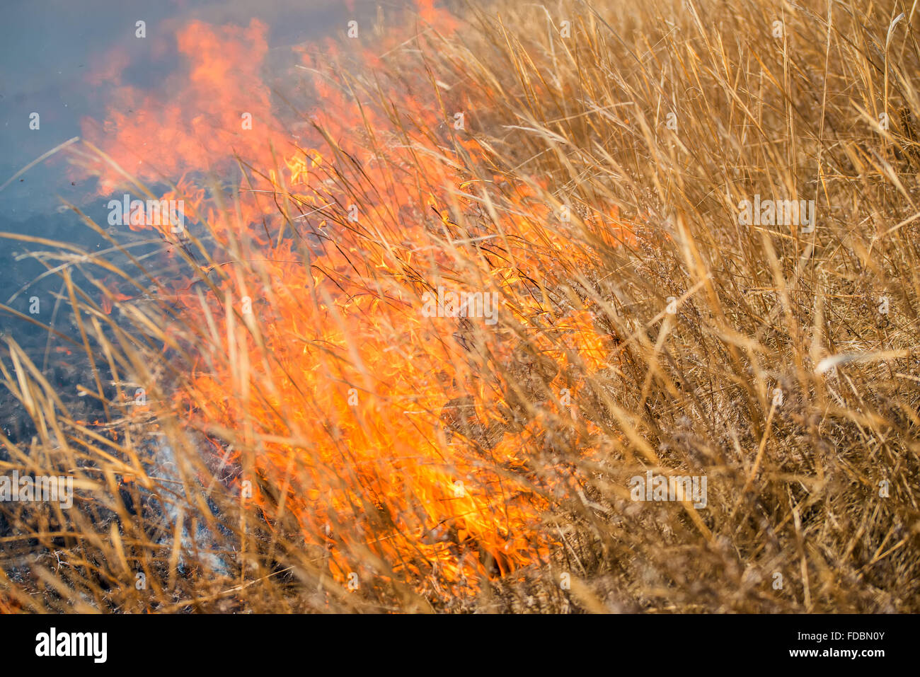 Wild grass on fire Stock Photo - Alamy
