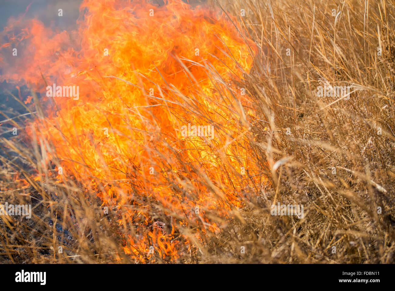 Wild grass on fire Stock Photo - Alamy