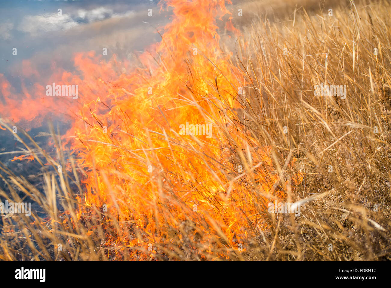 Wild grass on fire Stock Photo - Alamy