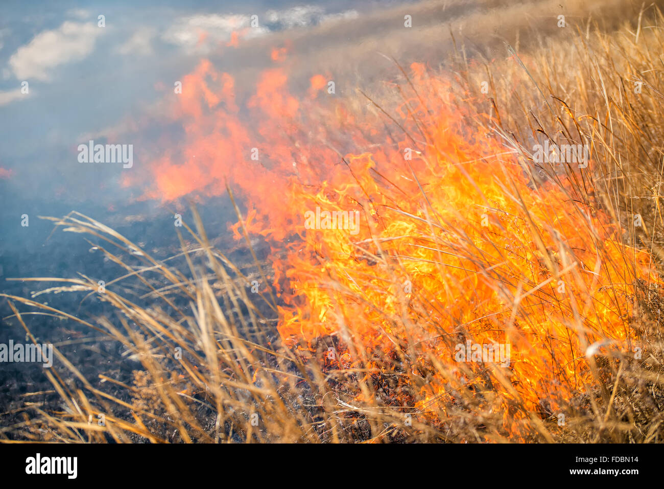 Wild grass on fire Stock Photo - Alamy
