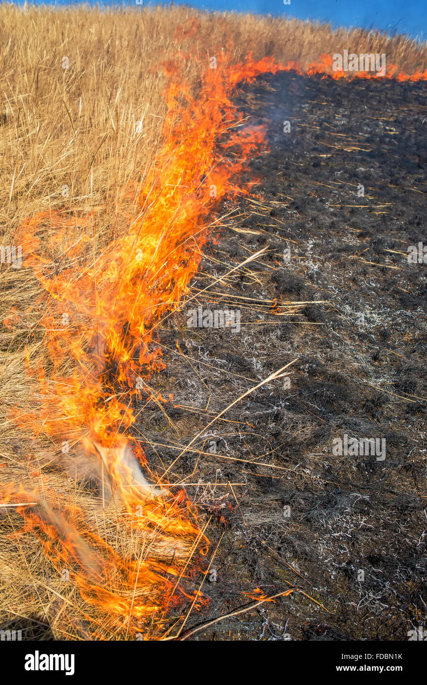 Wild grass on fire Stock Photo - Alamy