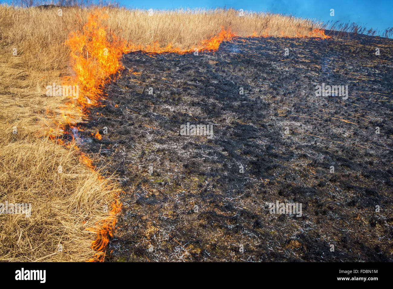 Wild grass on fire Stock Photo - Alamy