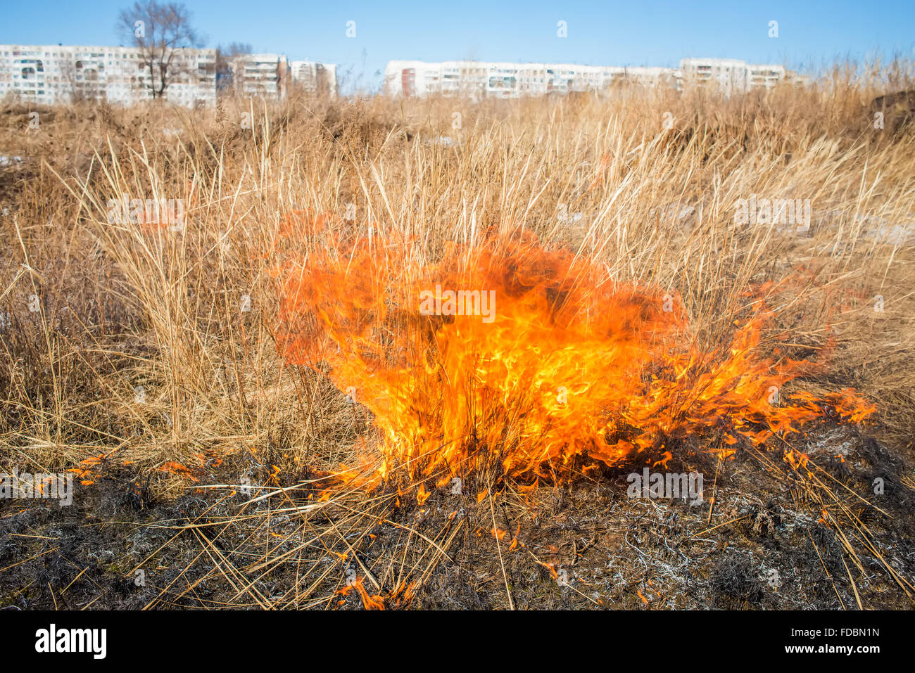 Wild grass on fire Stock Photo - Alamy