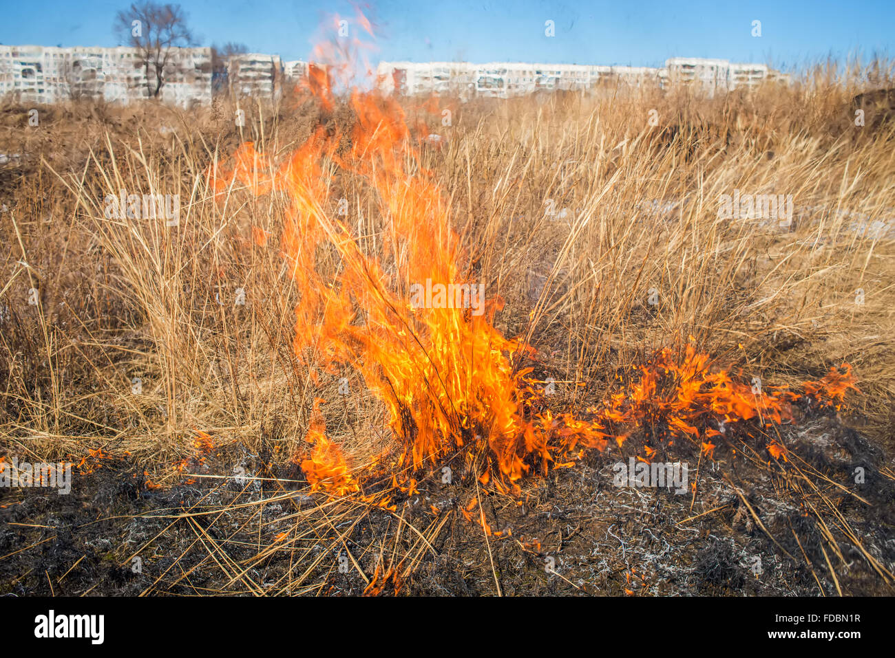 Wild grass on fire Stock Photo - Alamy