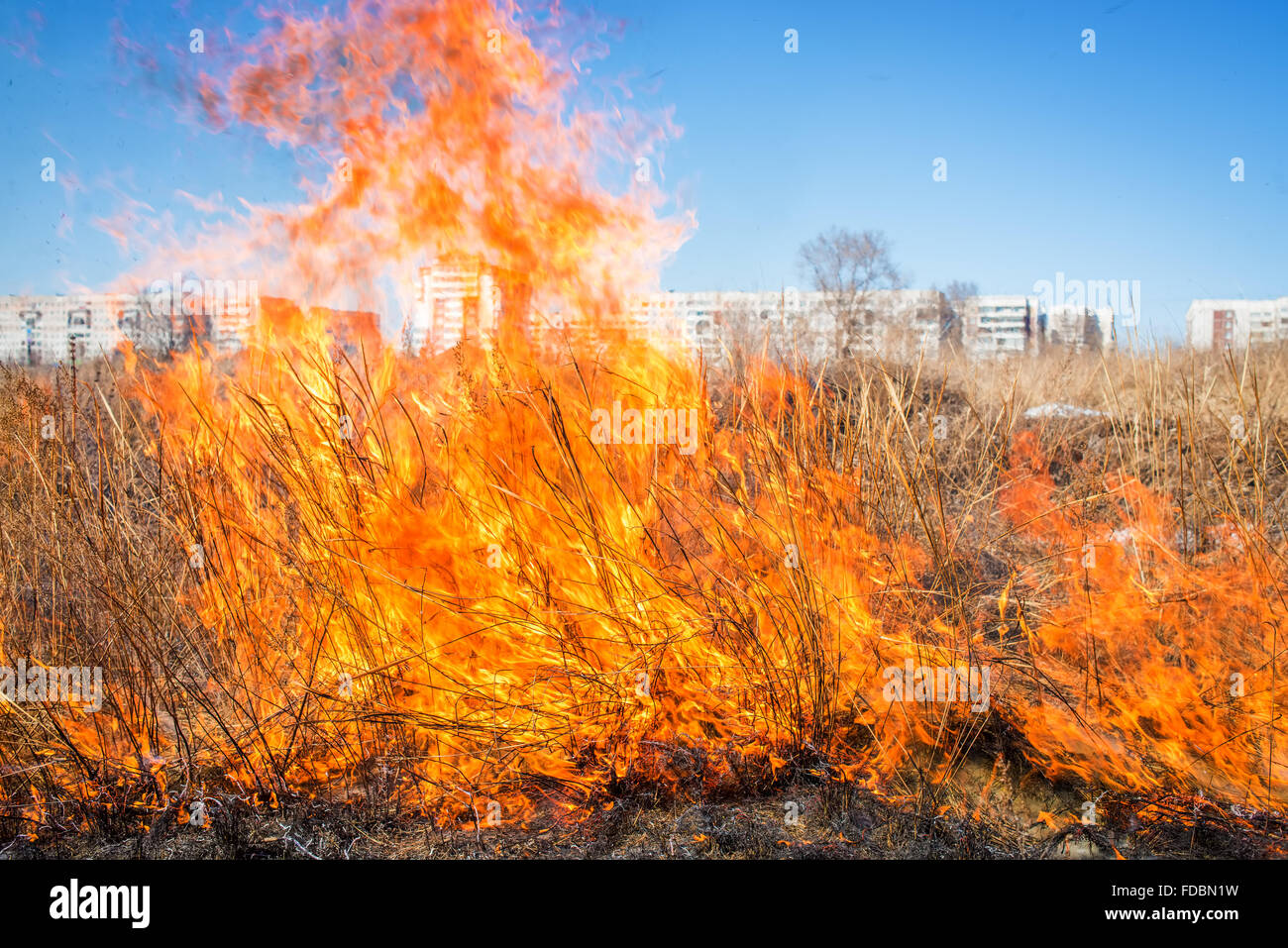 Wild grass on fire Stock Photo - Alamy