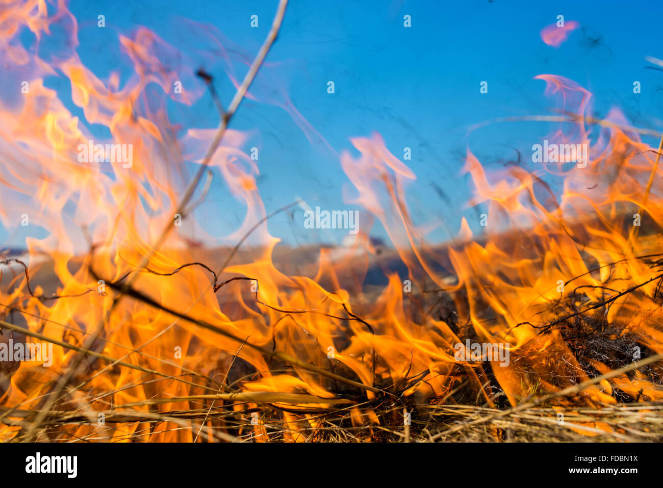 Wild grass on fire Stock Photo - Alamy