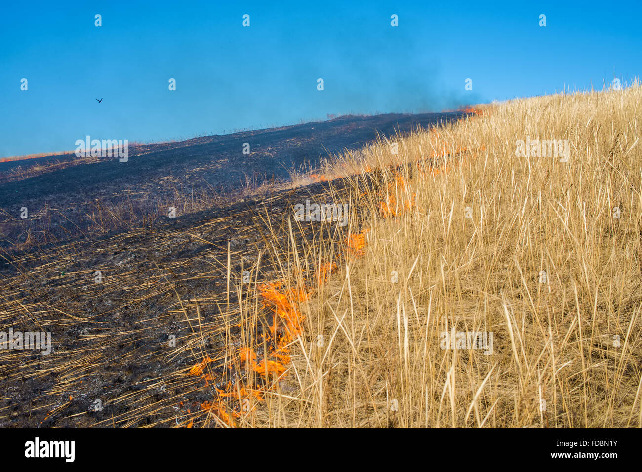 Wild grass on fire Stock Photo - Alamy