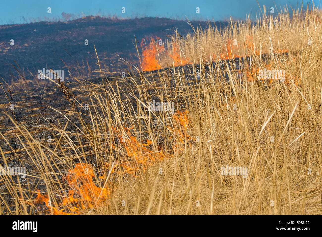 Wild grass on fire Stock Photo - Alamy