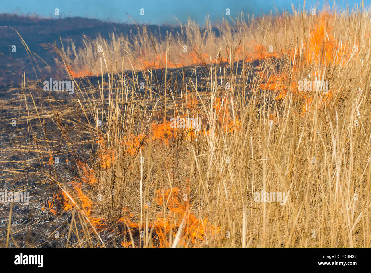 Wild grass on fire Stock Photo - Alamy