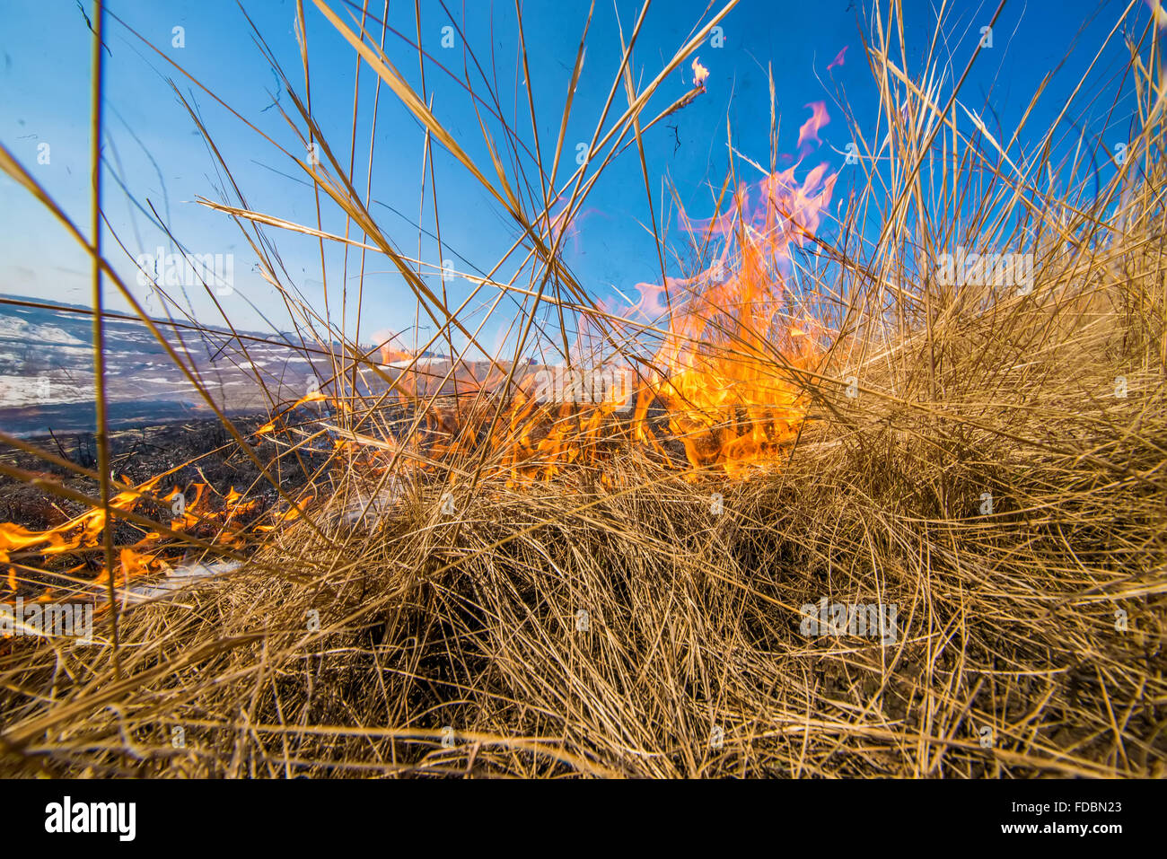 Wild grass on fire Stock Photo - Alamy