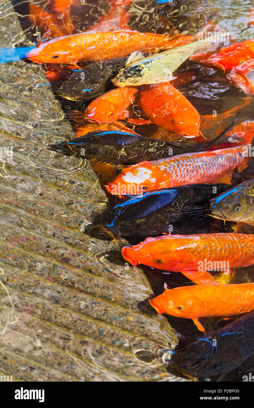 River Adult Animal Fish nobody Stock Photo - Alamy