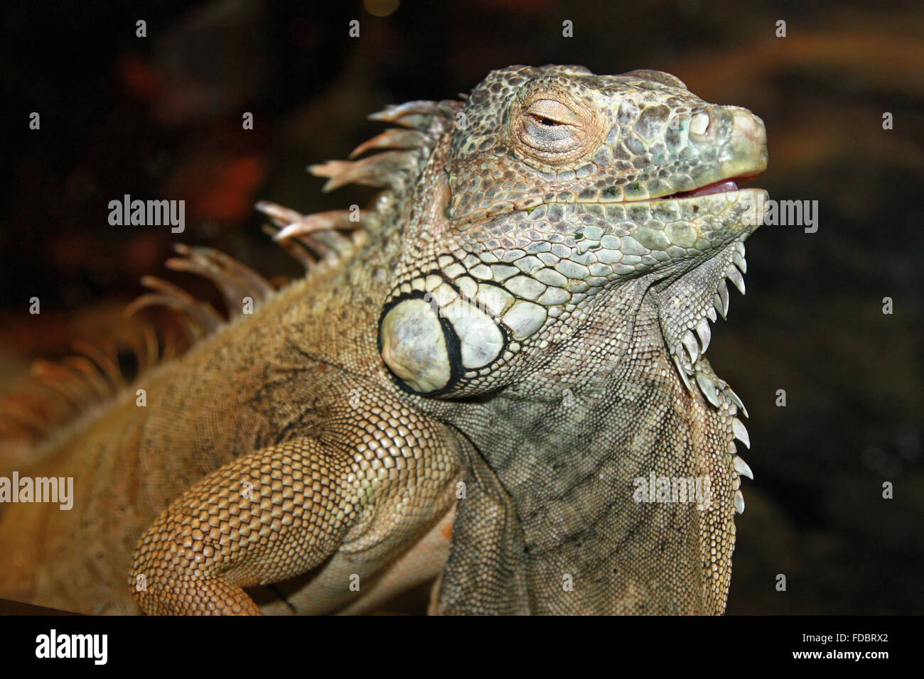 Eastern Bearded Dragons are native to Australia Stock Photo - Alamy