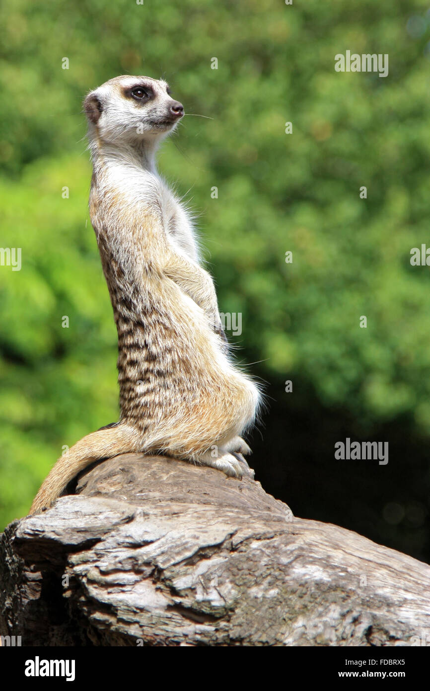 Mongoose eyes hi-res stock photography and images - Alamy