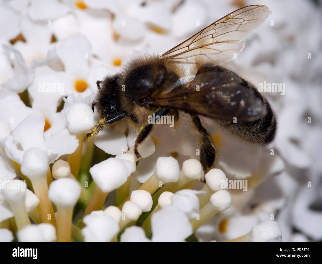 Bee on Buddleia Buddleja Butterfly Bush Macro Stock Photo - Alamy