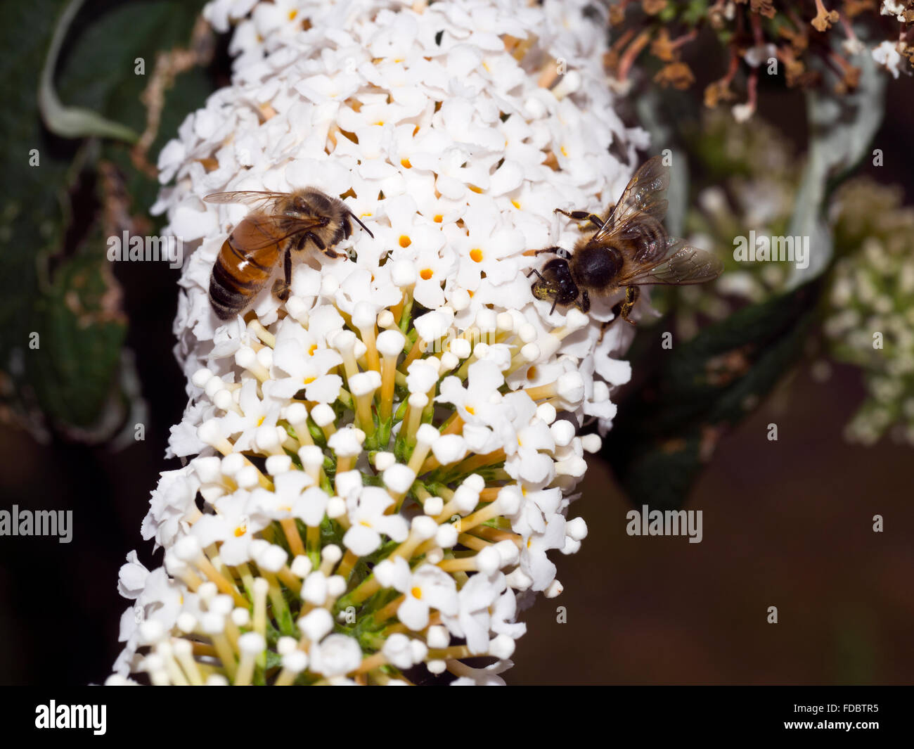 Buddleia buddleja butterfly bush hi-res stock photography and images ...