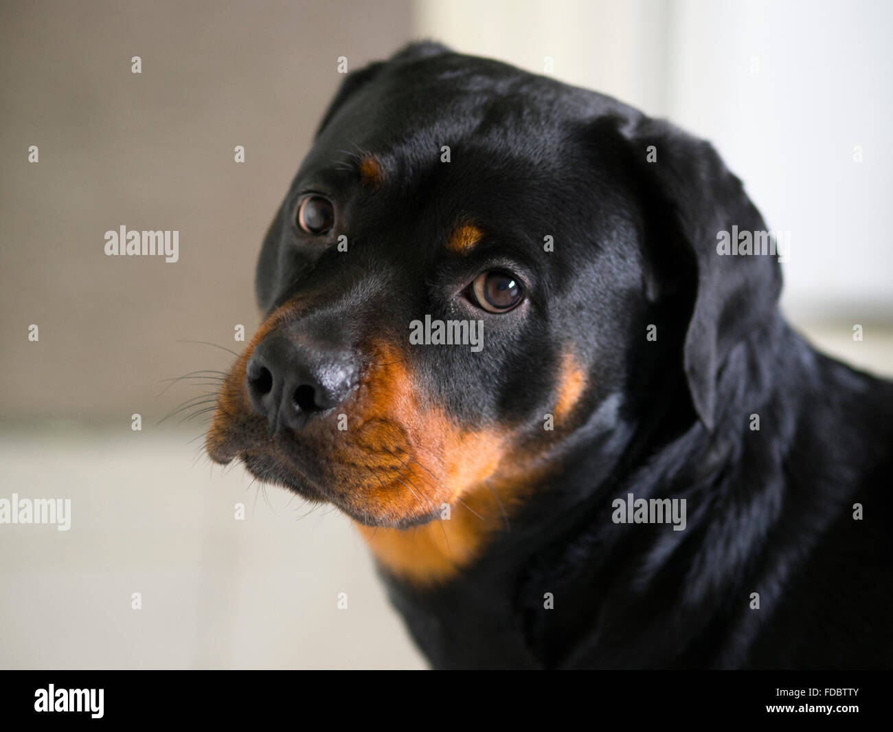 Rottweiler Puppy Purebred German Isabeau Freyja Stock Photo - Alamy