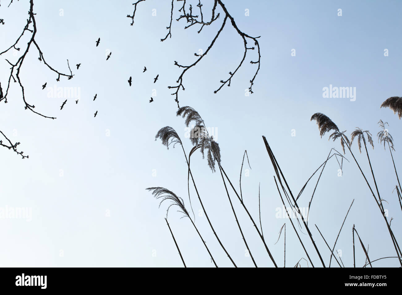 the flying black birds in the sky Stock Photo - Alamy