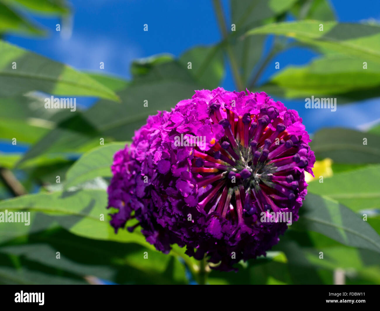 Purple Buddleia Buddleja Butterfly Bush Stock Photo - Alamy