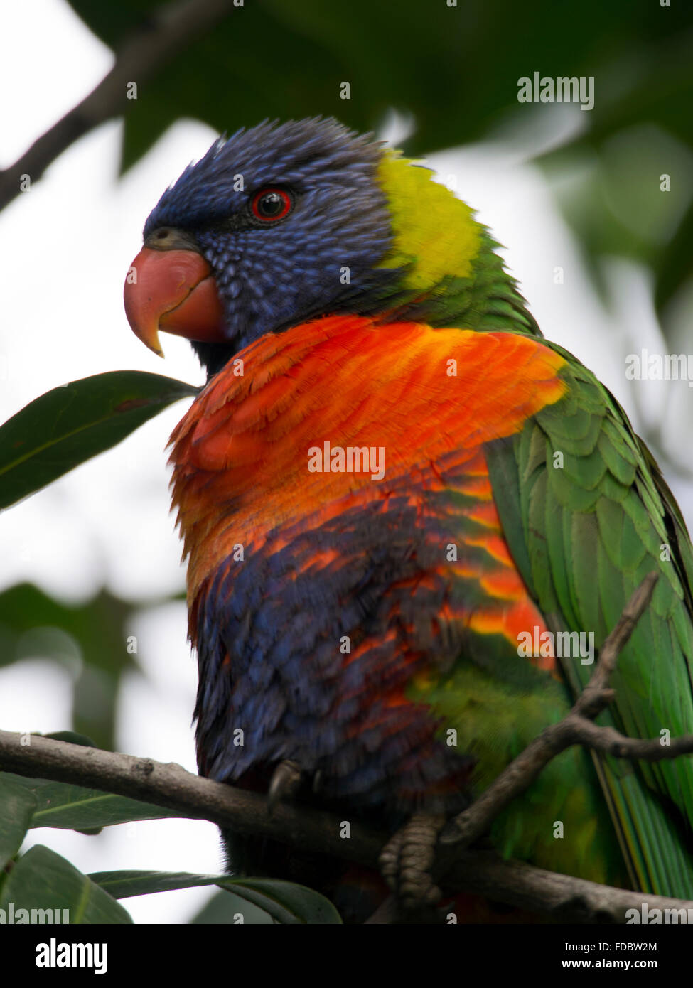 Rainbow Lorikeet Bird Stock Photo - Alamy