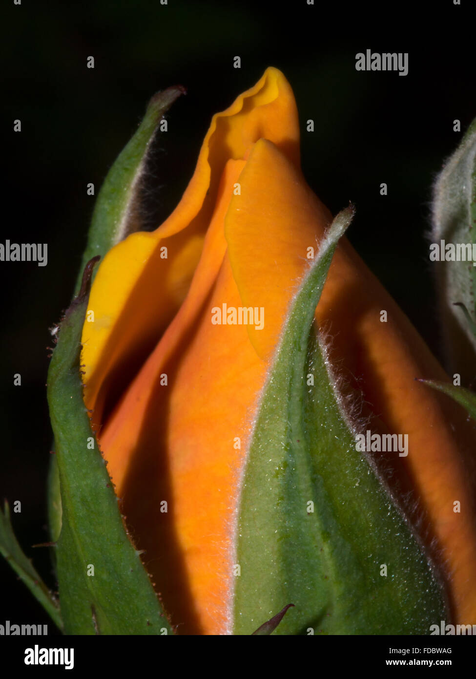 Rose gold color hi-res stock photography and images - Alamy