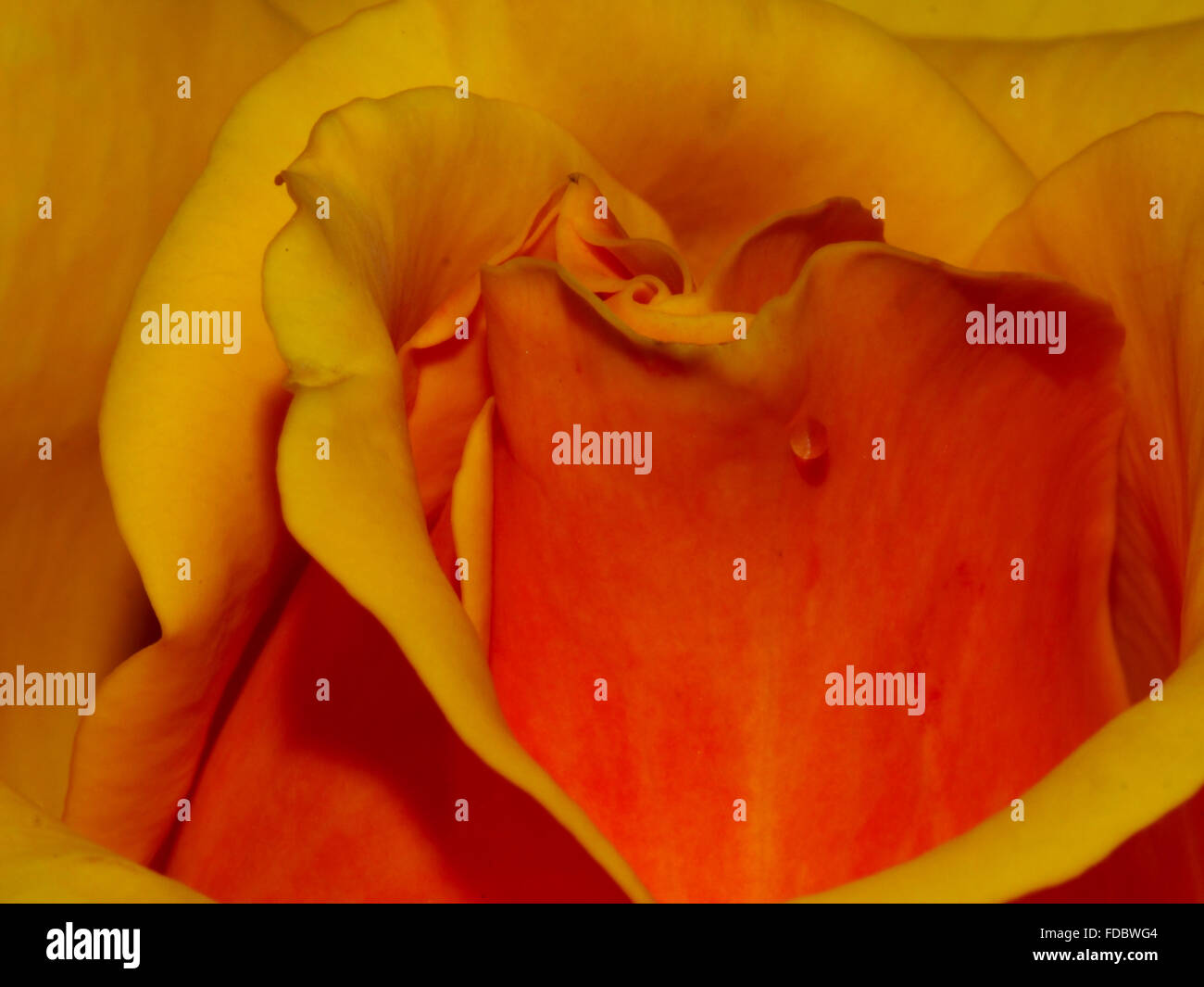 Rose gold color hi-res stock photography and images - Alamy