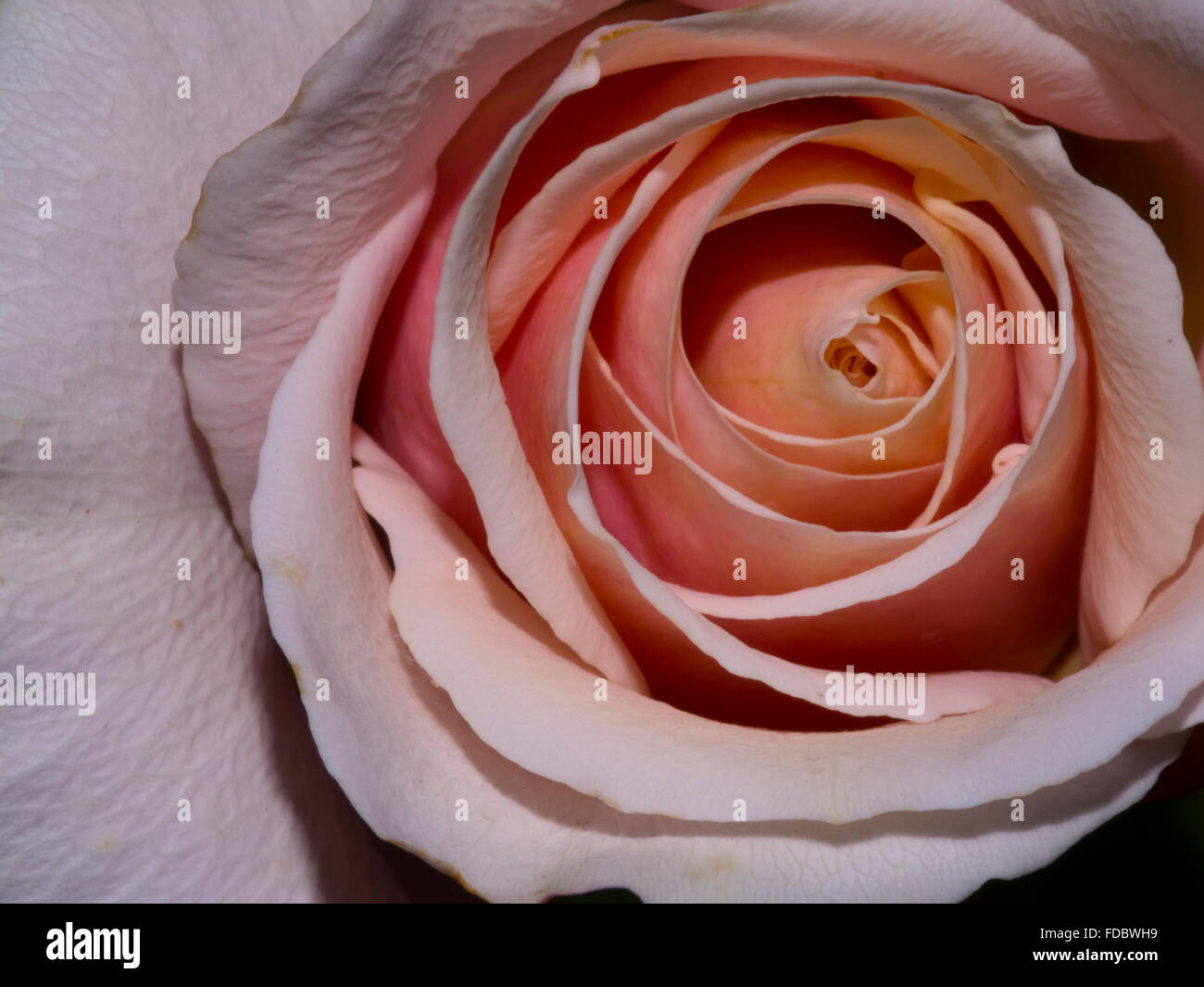 Peace tea rose hi-res stock photography and images - Alamy