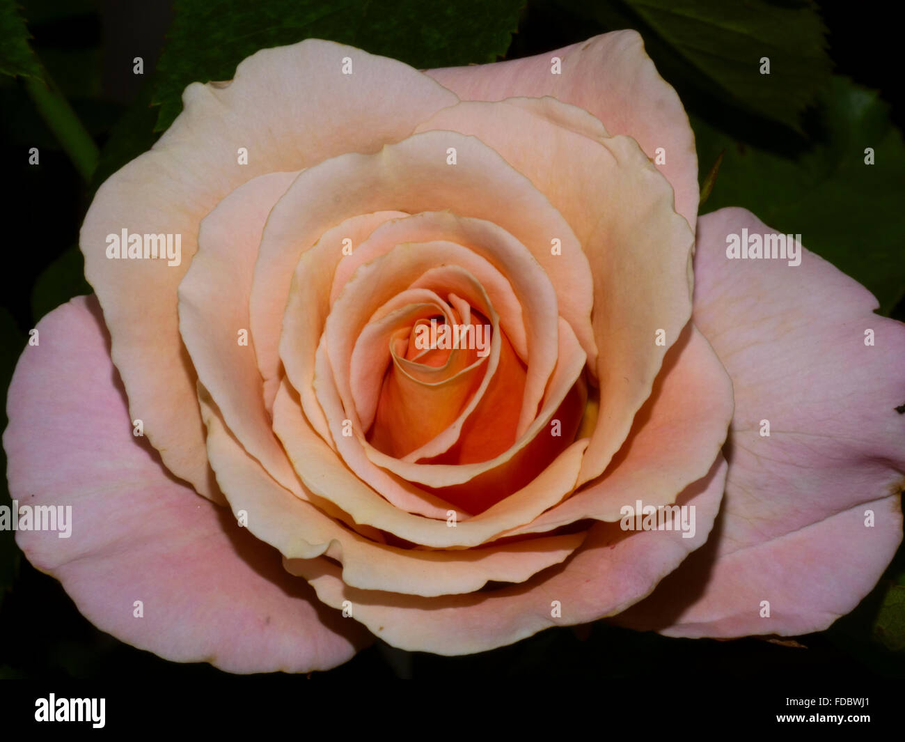 Rose Spirit of Peace Pink Creme Color Rose Macro Roses Hybrid Tea Stock ...