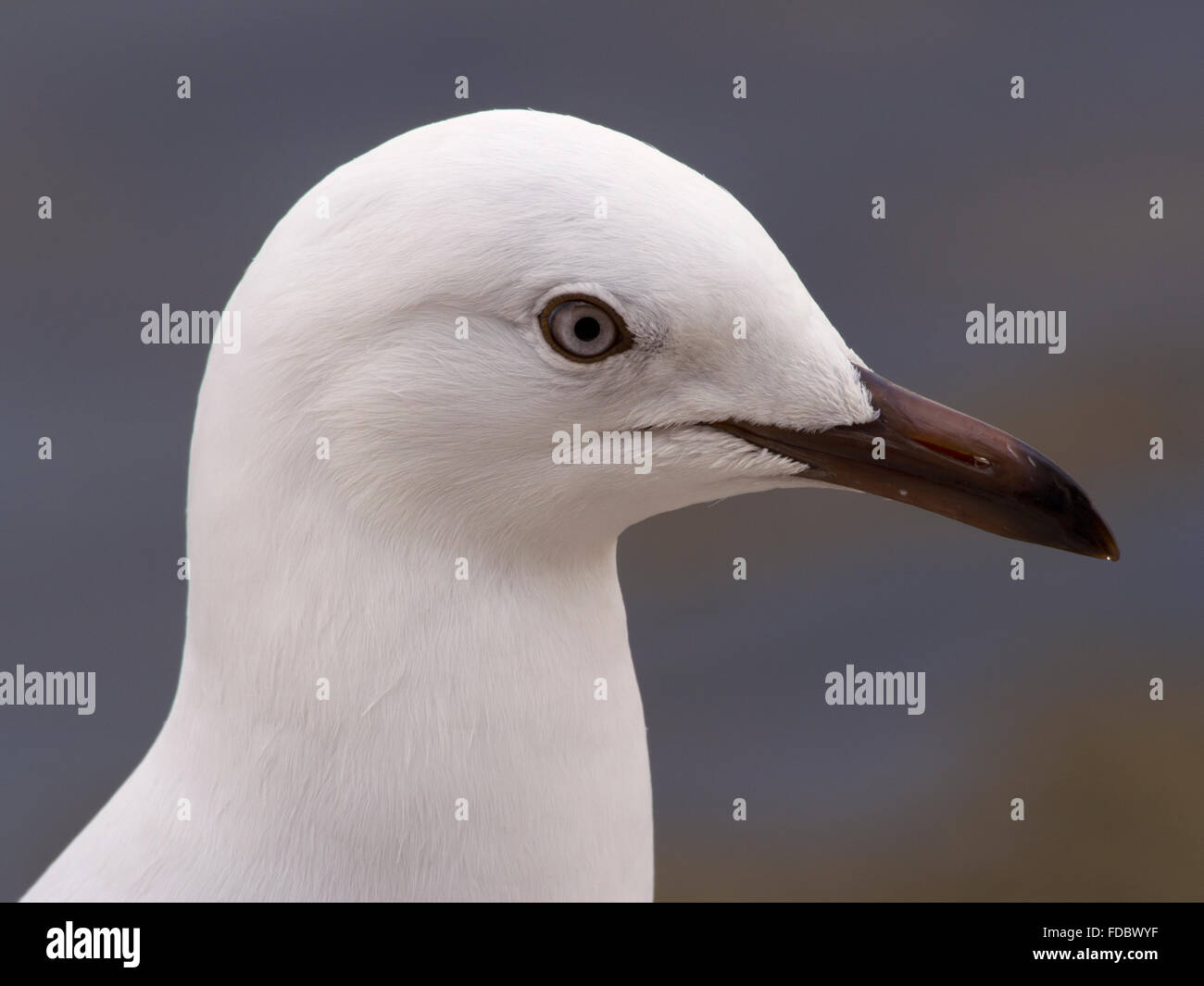 Seagull Profile Silver Gull Stock Photo - Alamy