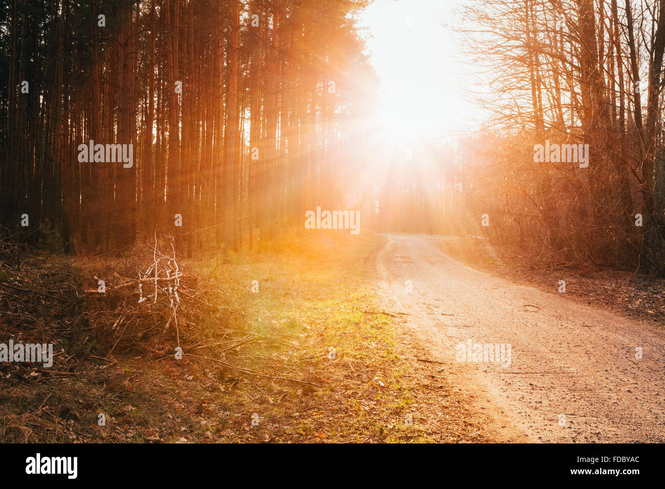 Sun shining over road, path, walkway through forest. Sunset Sunrise In ...