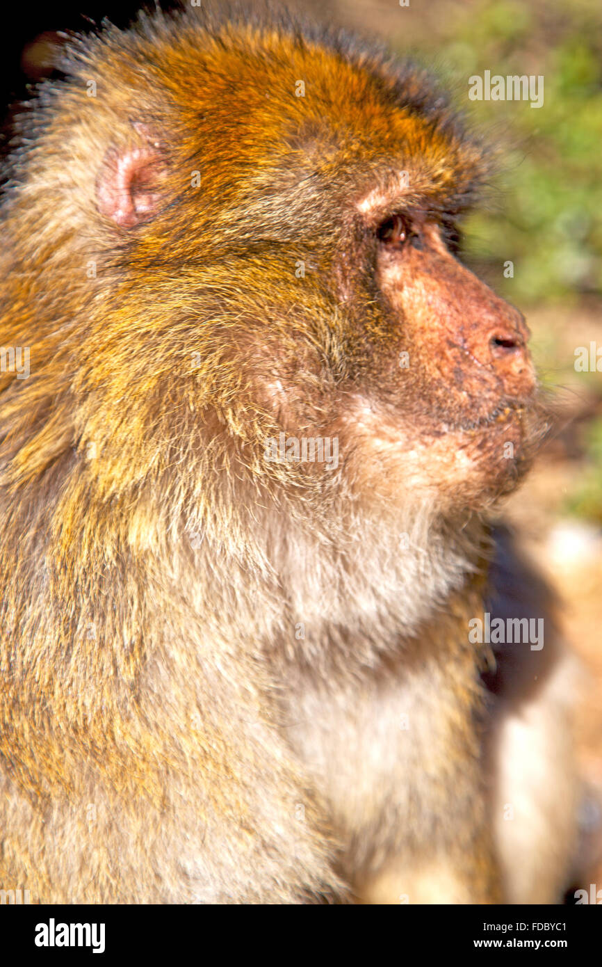 old monkey in africa morocco and natural background fauna close up ...
