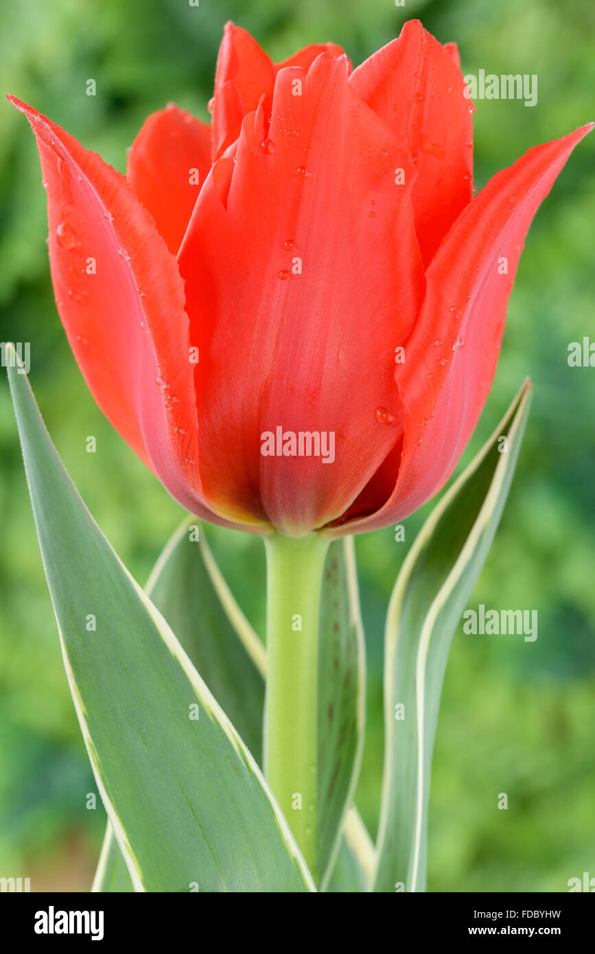 Tulipa 'Rob Verlinden' Tulip Greigii Group April Stock Photo - Alamy