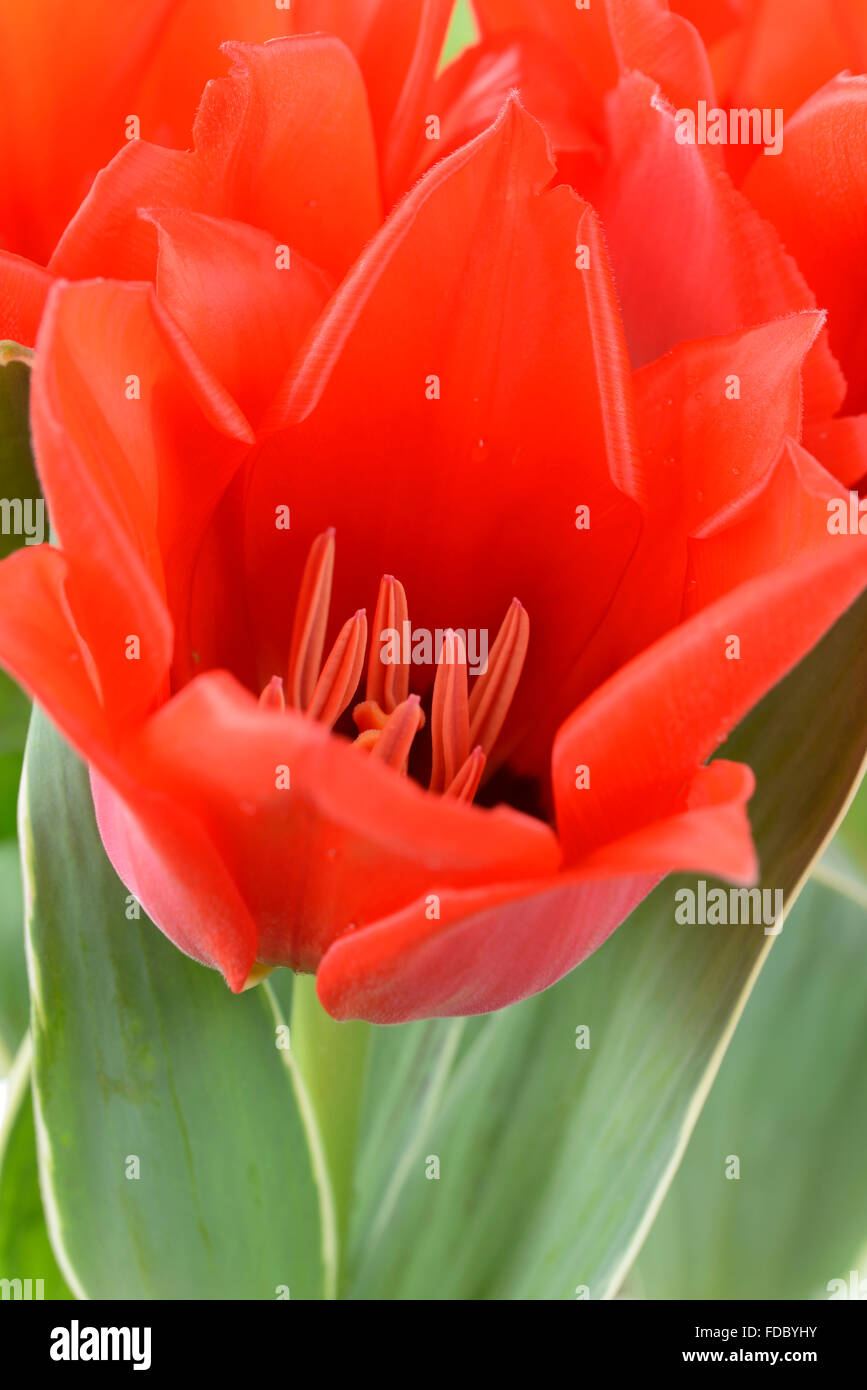 Tulipa rob verlinden hi-res stock photography and images - Alamy