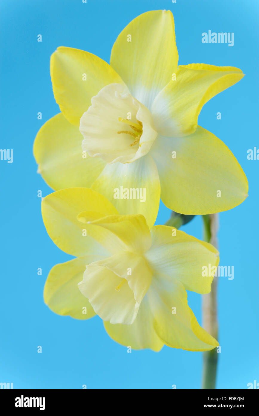 Narcissus 'Pipit' Daffodil Division 7 Jonquilla April Stock Photo - Alamy