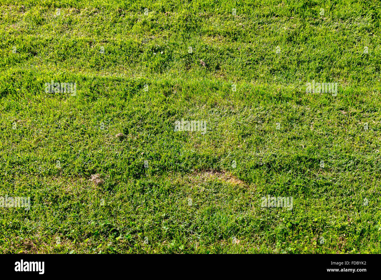 Grassy ground texture High Resolution Stock Photography and Images - Alamy