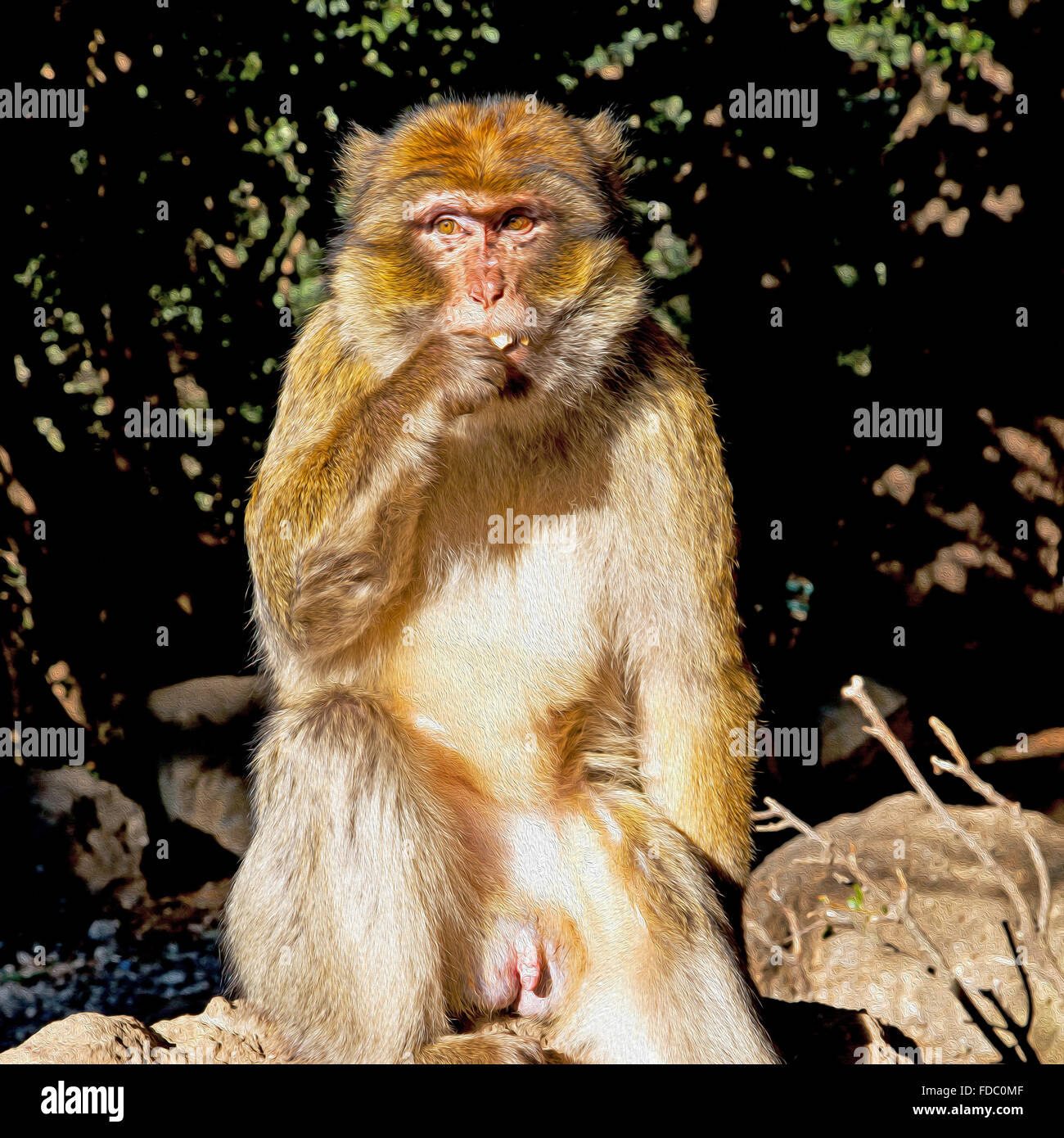 old monkey in africa morocco and natural background fauna close up ...