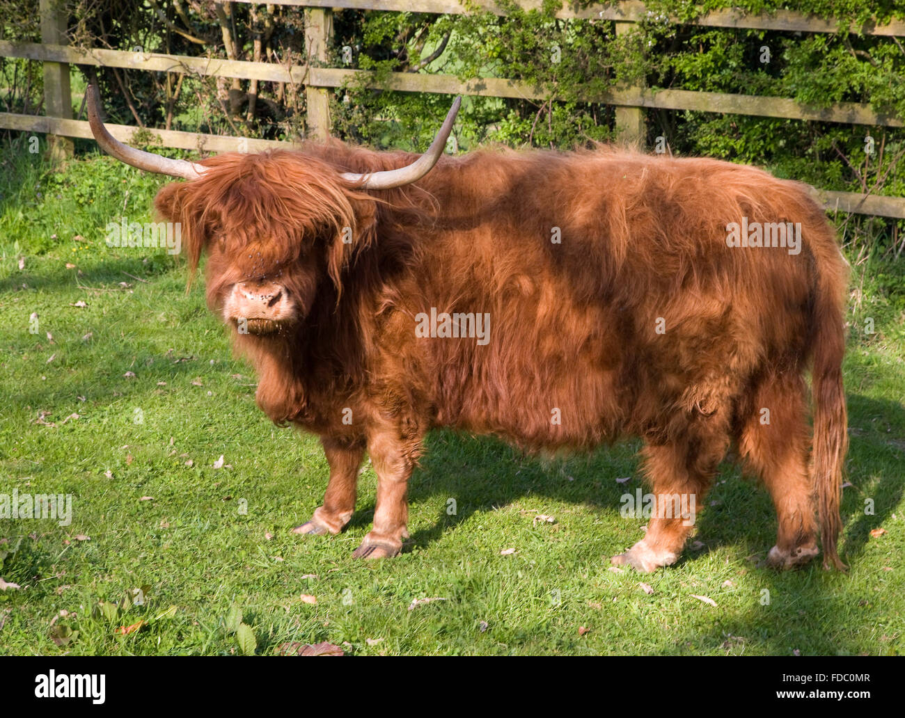 Highland cattle cows farm West Sussex Stock Photo - Alamy