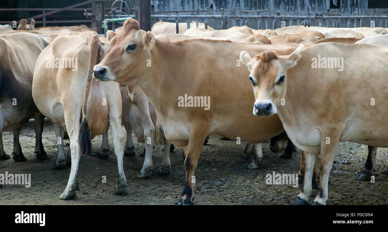 cattle cows farm West Sussex Stock Photo - Alamy