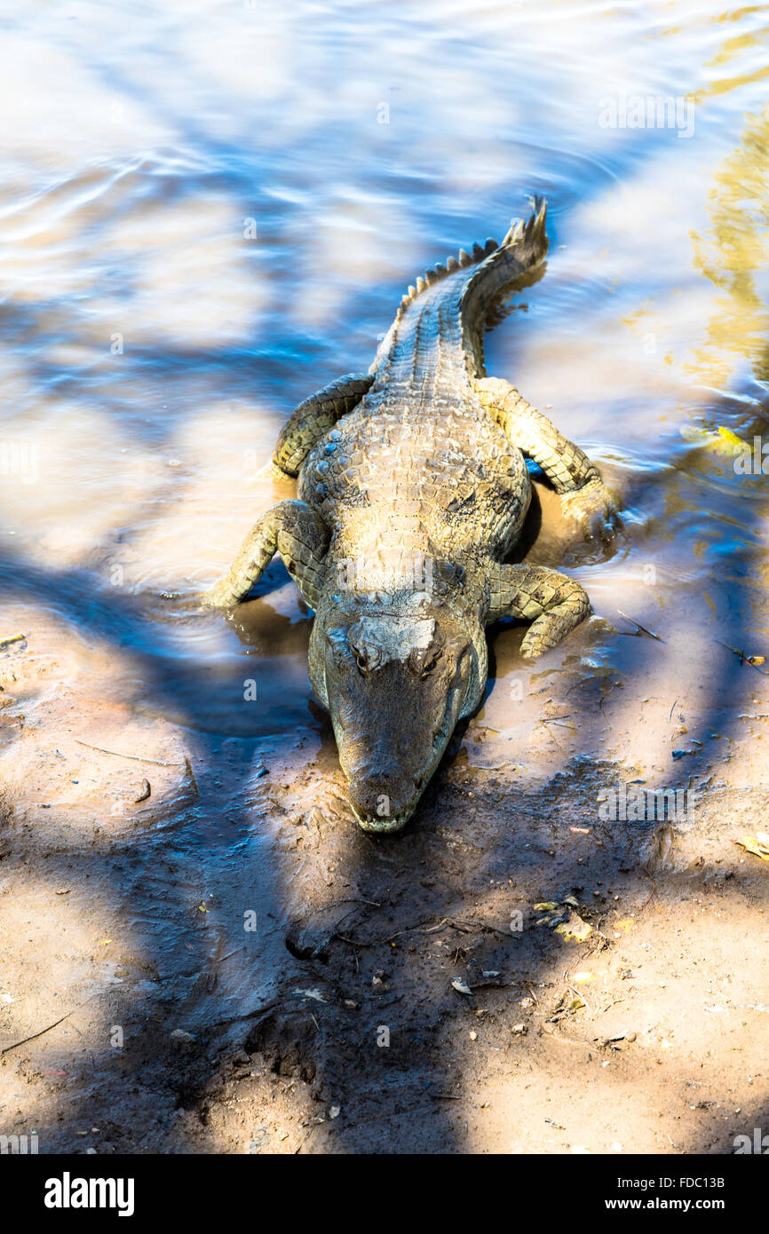 Sacred crocodile under the tree shadow, Sabou, Burkina Faso, Africa ...