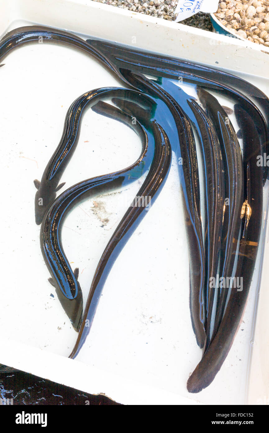 Capitone, a species of anguilla sold in Christmas market i Naples ...