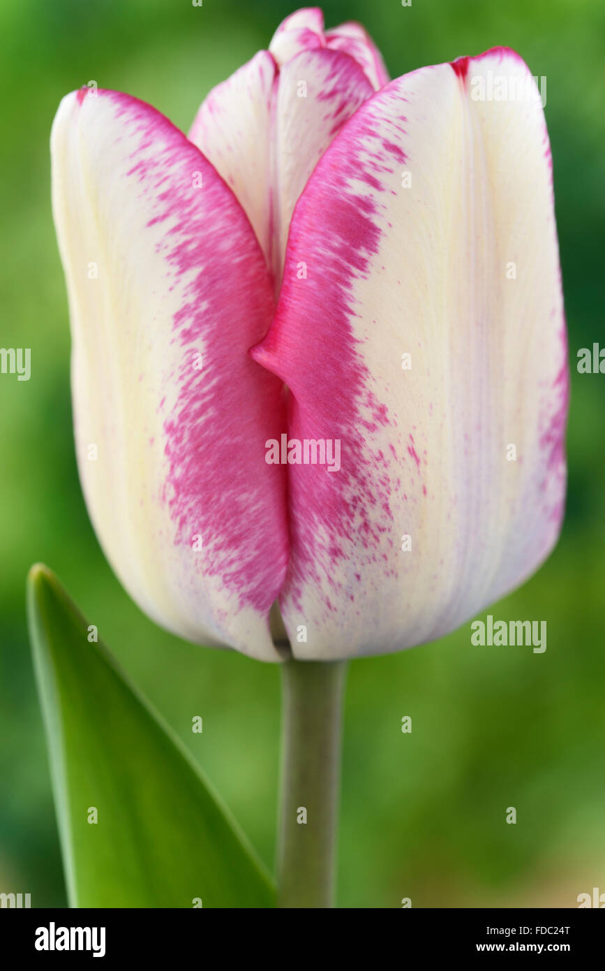 Tulipa 'Hotpants' Tulip Triumph Group April Stock Photo - Alamy