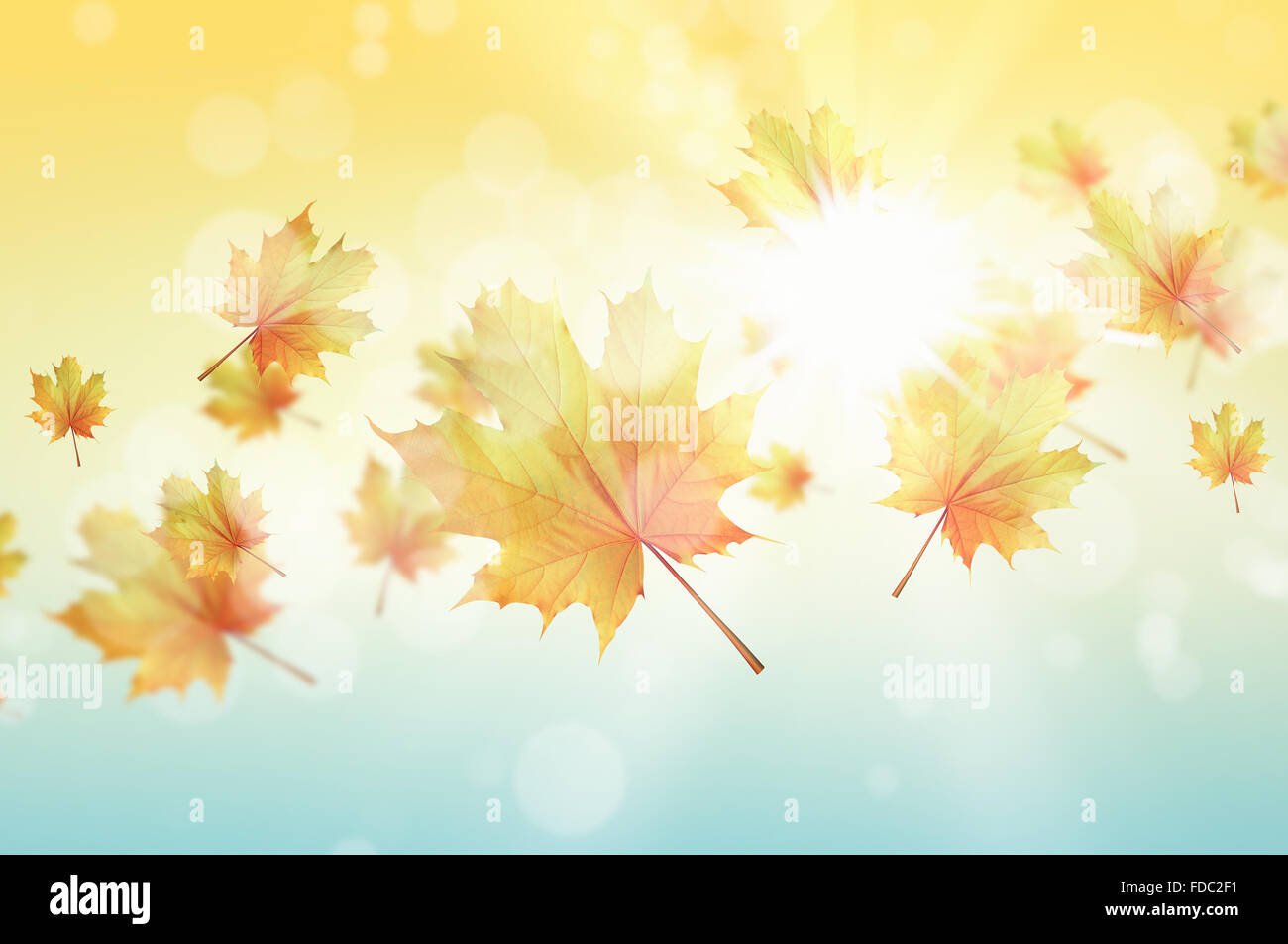 Maple leaves flying in sun hi-res stock photography and images - Alamy