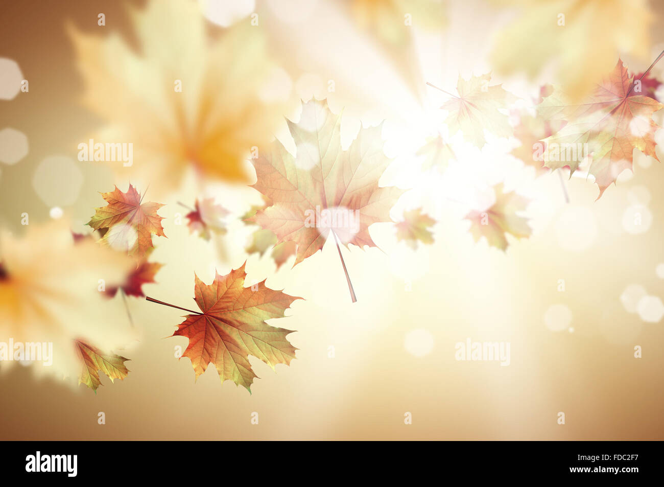 Maple leaves flying in sun hi-res stock photography and images - Alamy