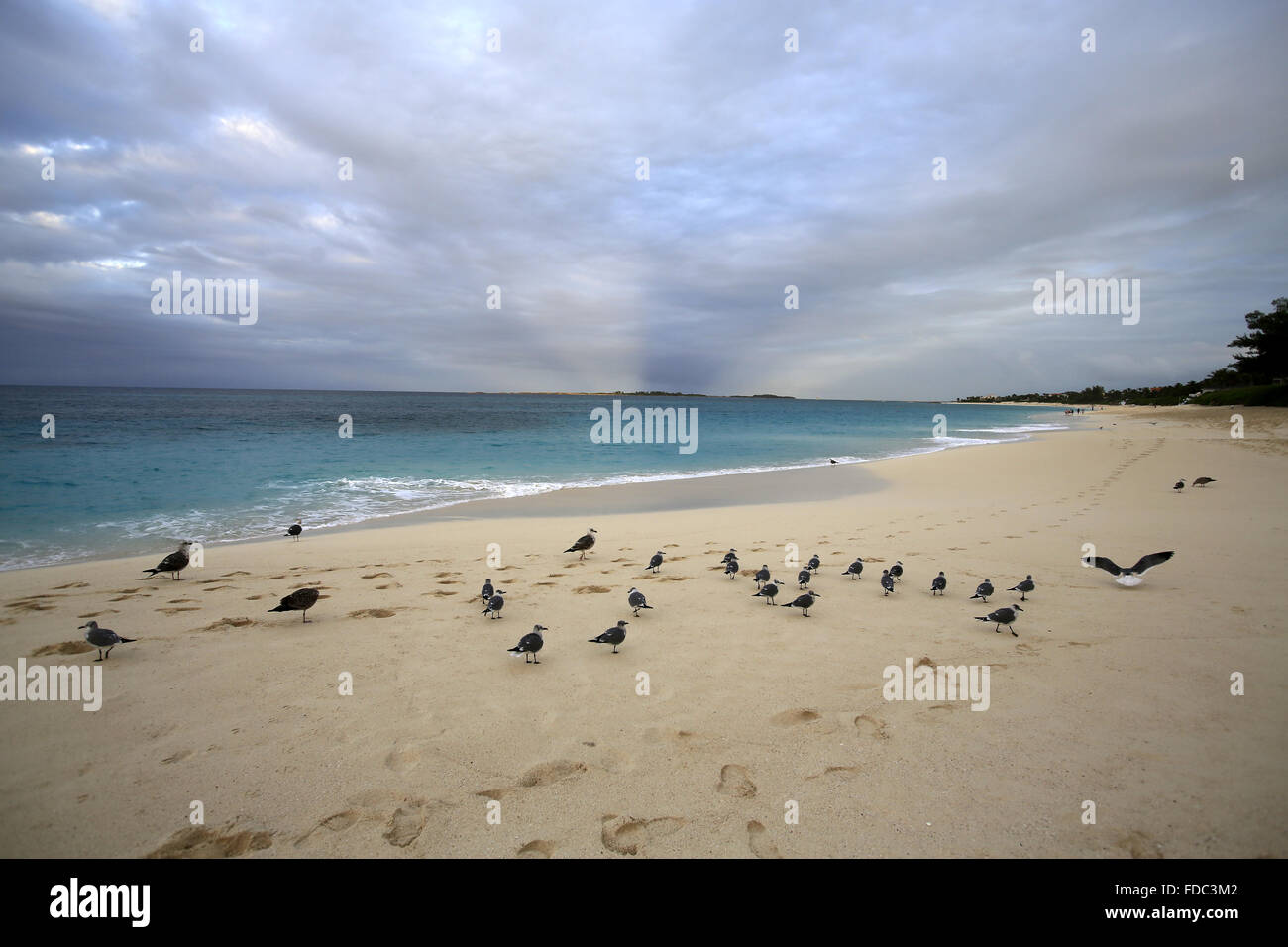 North America the Bahamas birds Stock Photo - Alamy
