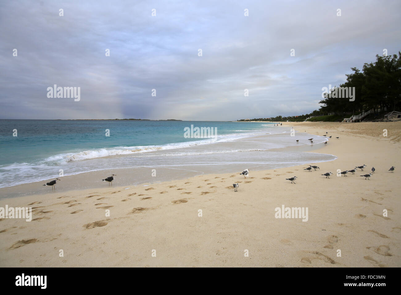 North America the Bahamas birds Stock Photo - Alamy