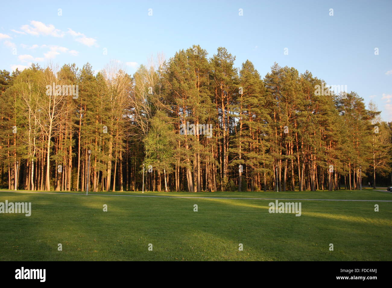 Tree stratum hi-res stock photography and images - Alamy