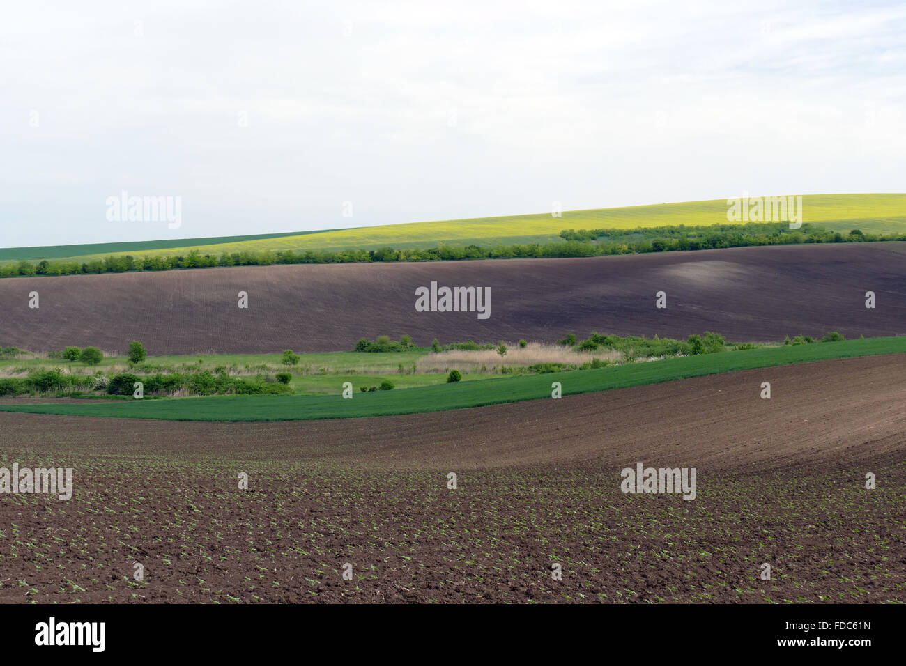 A field of young sunflowers. Spring landscape. Bulgaria Stock Photo - Alamy