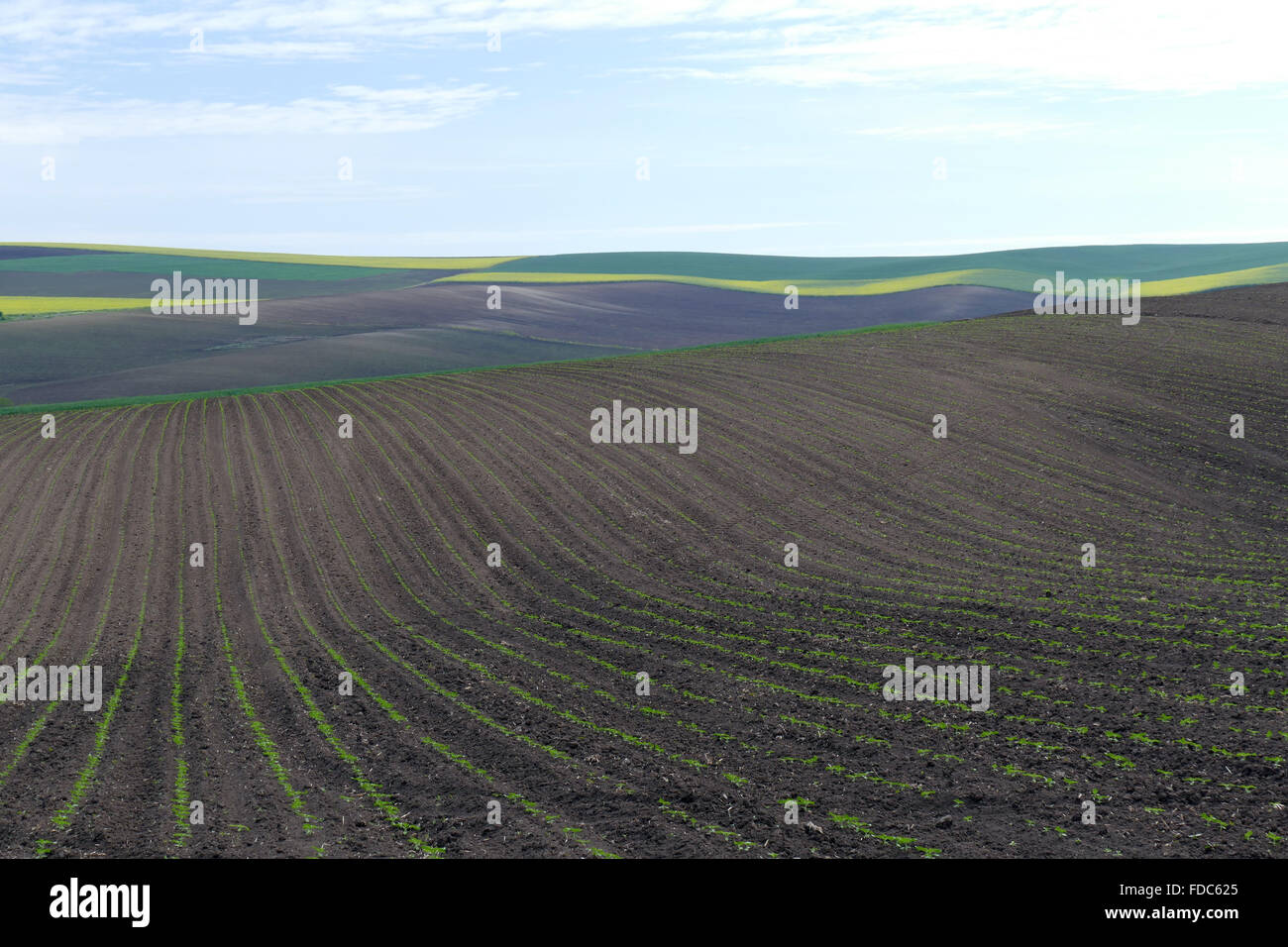 A field of young sunflowers. Spring landscape. Bulgaria Stock Photo - Alamy