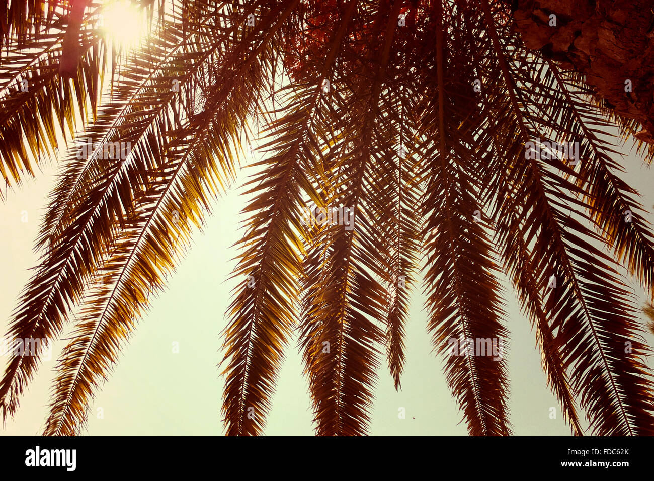 palm, palm tree isolated Stock Photo - Alamy palm, palm tree isolated Stock Photo - Alamy